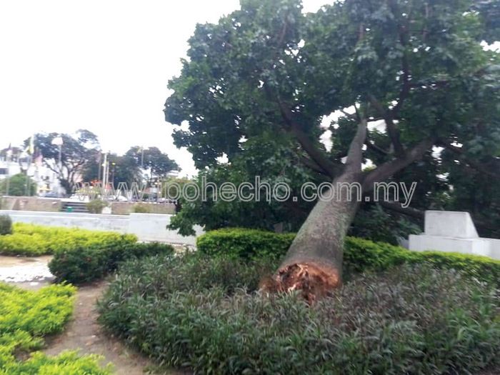 Ipoh's Iconic Tree Uprooted | Ipoh Echo