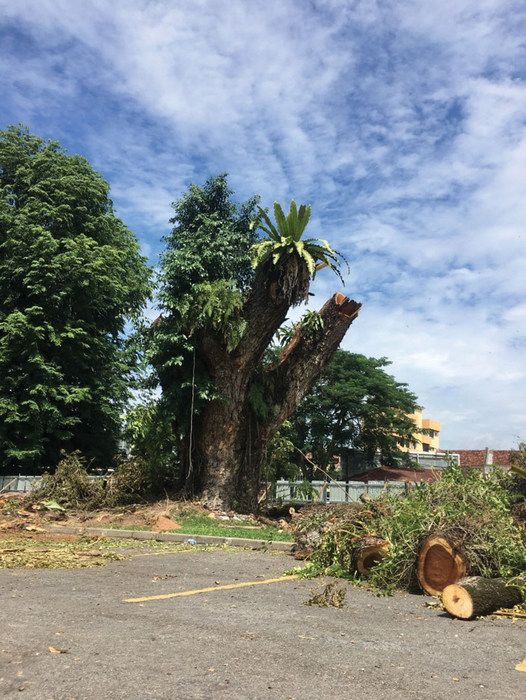 Iconic Rain Tree Felled | Ipoh Echo