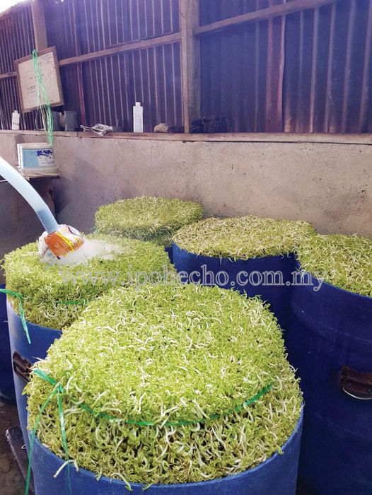 Producing Bean Sprouts | Ipoh Echo