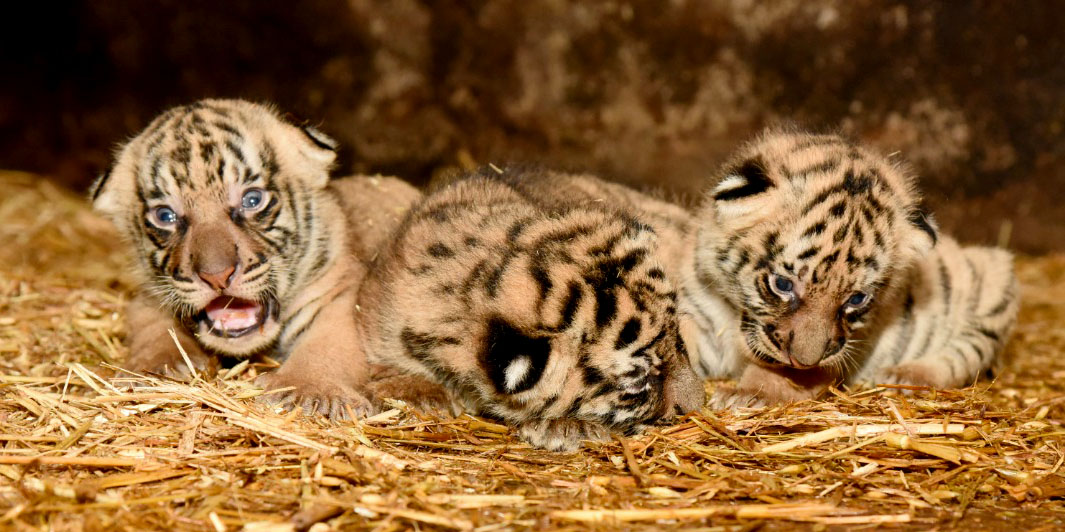 Zoo Taiping Successfully Breeds 14 Endangered Species | Ipoh Echo