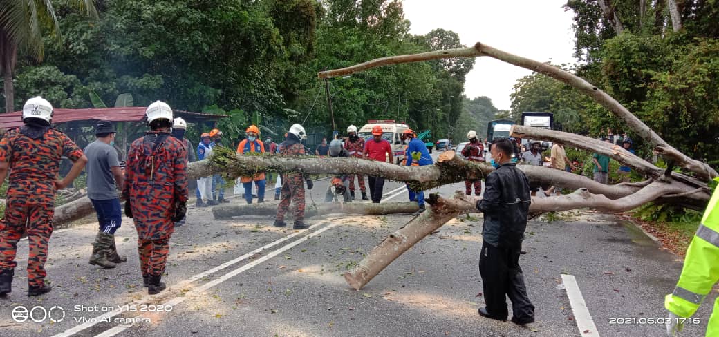 Fallen Tree Branch at Tanjung Malim, One Casualty Reported | Ipoh Echo