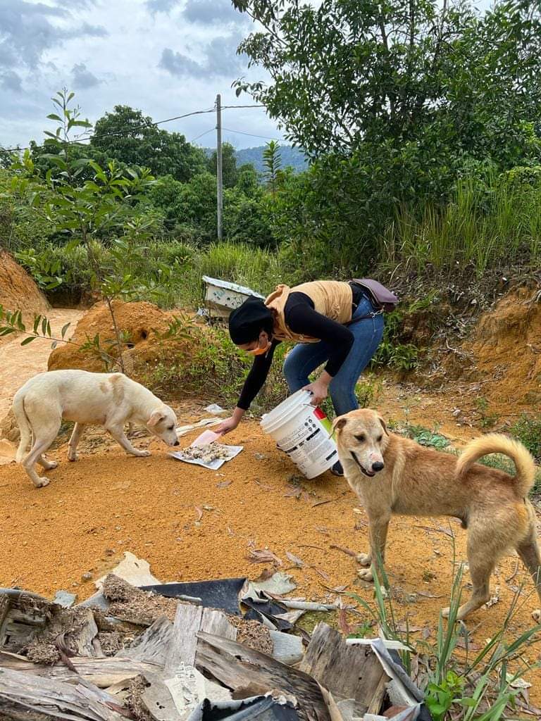 Doctor’s Love for Animals Led Her to Start ‘No Strays On Streets’ NGO ...