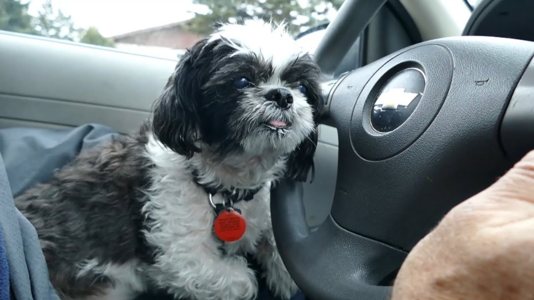 Letter: Driving: Apply the Right Mentality and Attitude | Ipoh Echo