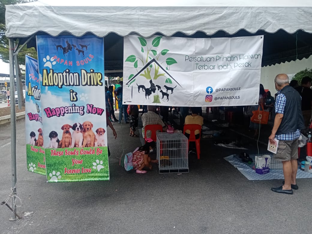 Papan Souls Adoption Drive 5.0 - Day 1 | Ipoh Echo