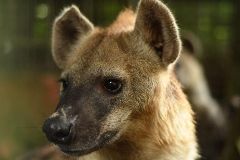 Spotted Hyena is a New Attraction of Zoo Taiping & Night Safari | Ipoh Echo