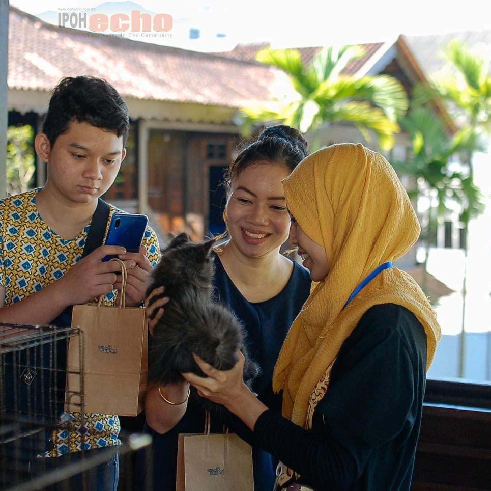 Let's explore the world of cats in Taiping | Ipoh Echo