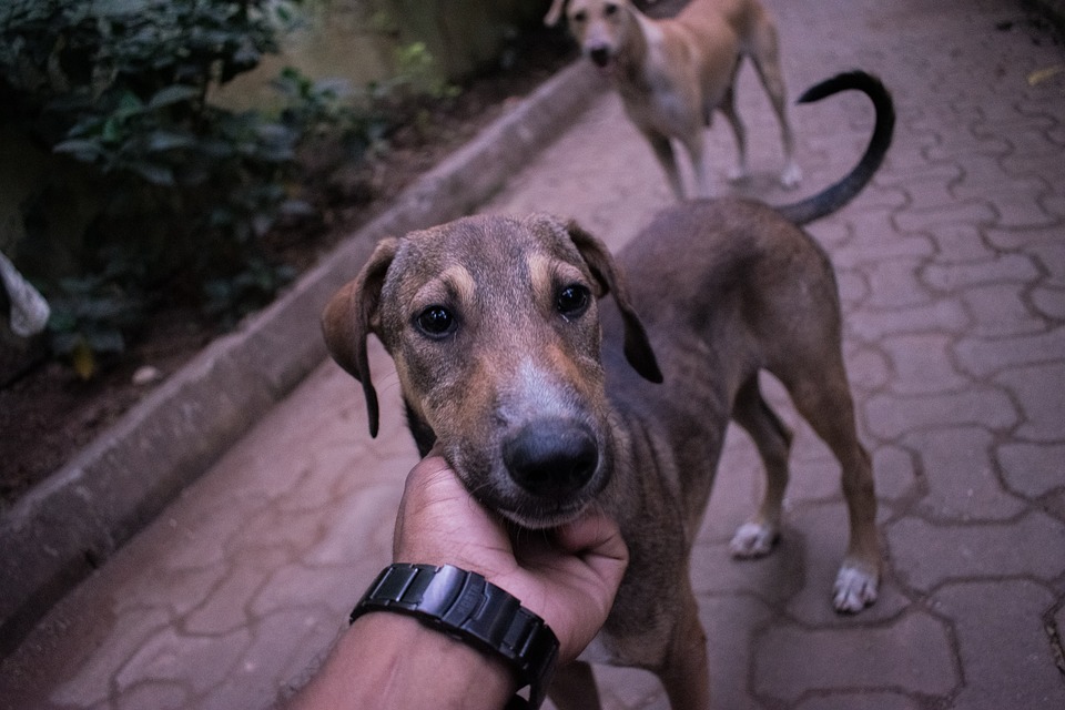 Letter: Reforming how we safeguard the Welfare of Animals | Ipoh Echo