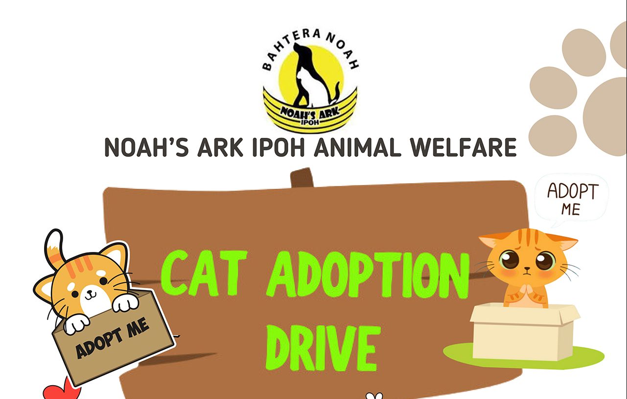 Cat Adoption Drive To Be Held At Petronas Sunway, Ipoh | Ipoh Echo