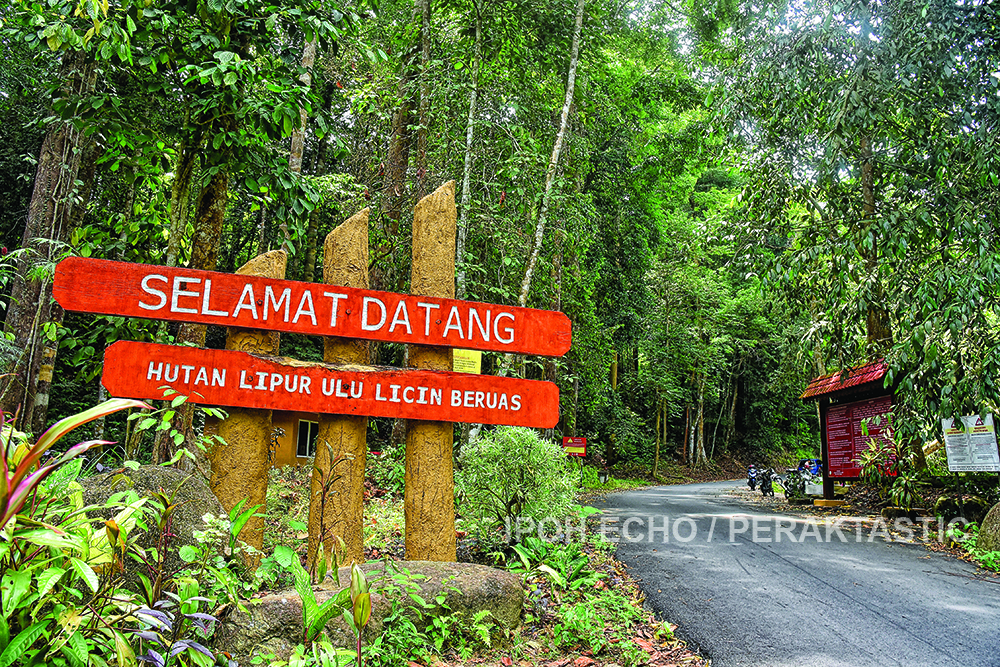 Let's Spend the Weekend at Ulu Licin Recreational Forest! | Ipoh Echo