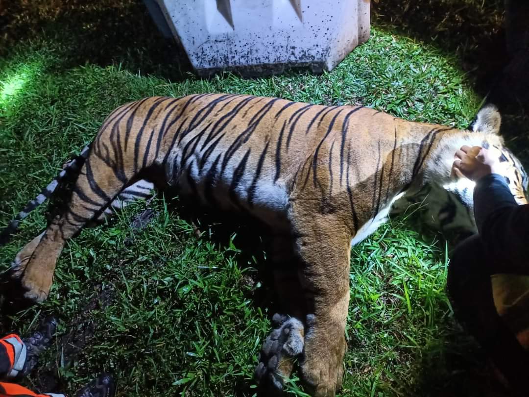 Netizens criticize pulling out whiskers of dead tiger | Ipoh Echo