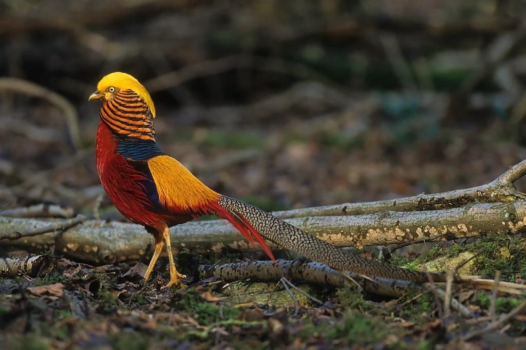 The attraction of new animal species await visitors at Taiping Zoo ...