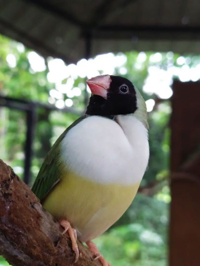 The attraction of new animal species await visitors at Taiping Zoo ...