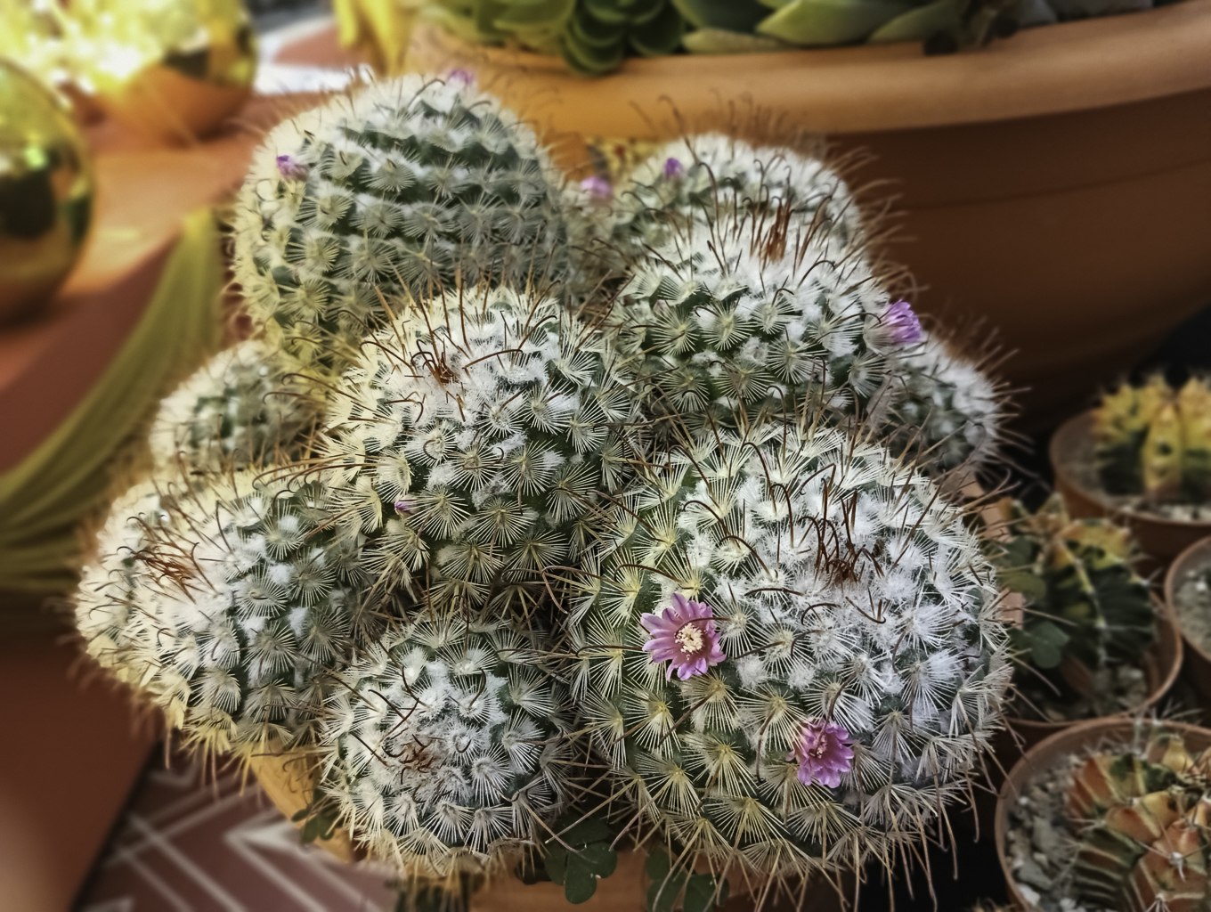 Cactus Boy Nursery Delights Shoppers at Ipoh Parade with a Botanical ...