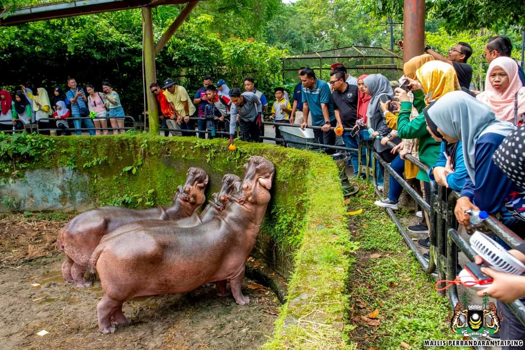 Taiping Zoo offers free admission for every 150th visitor and those ...