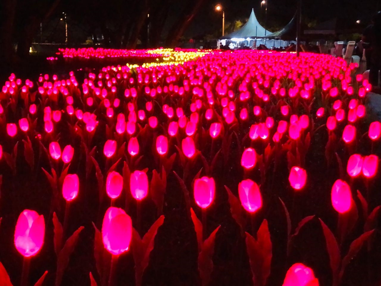 150,000 illuminated flower buds adorn the Flora Light Festival at ...