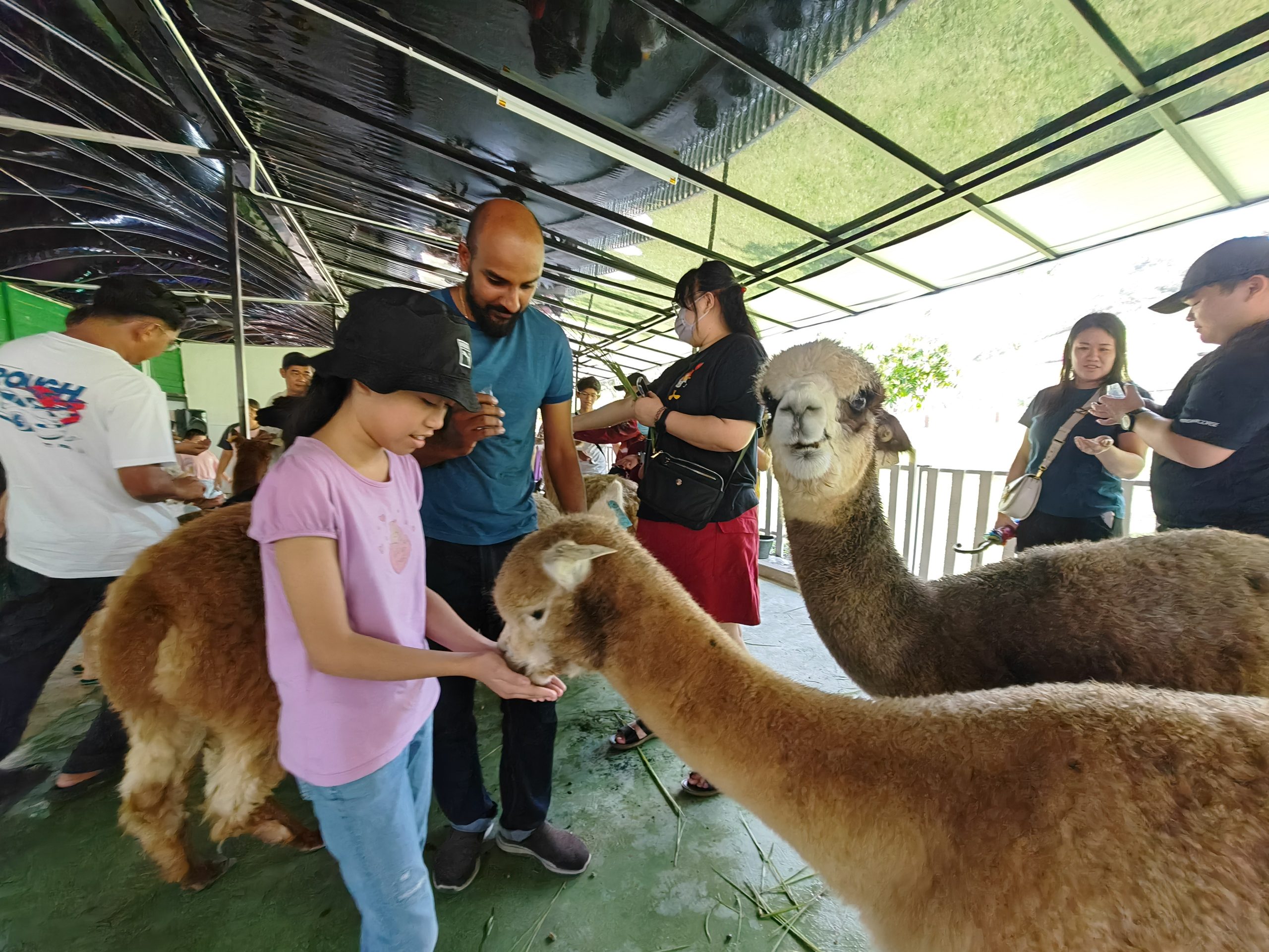 Zahara Garden, first in Perak to offer alpaca petting experience | Ipoh ...