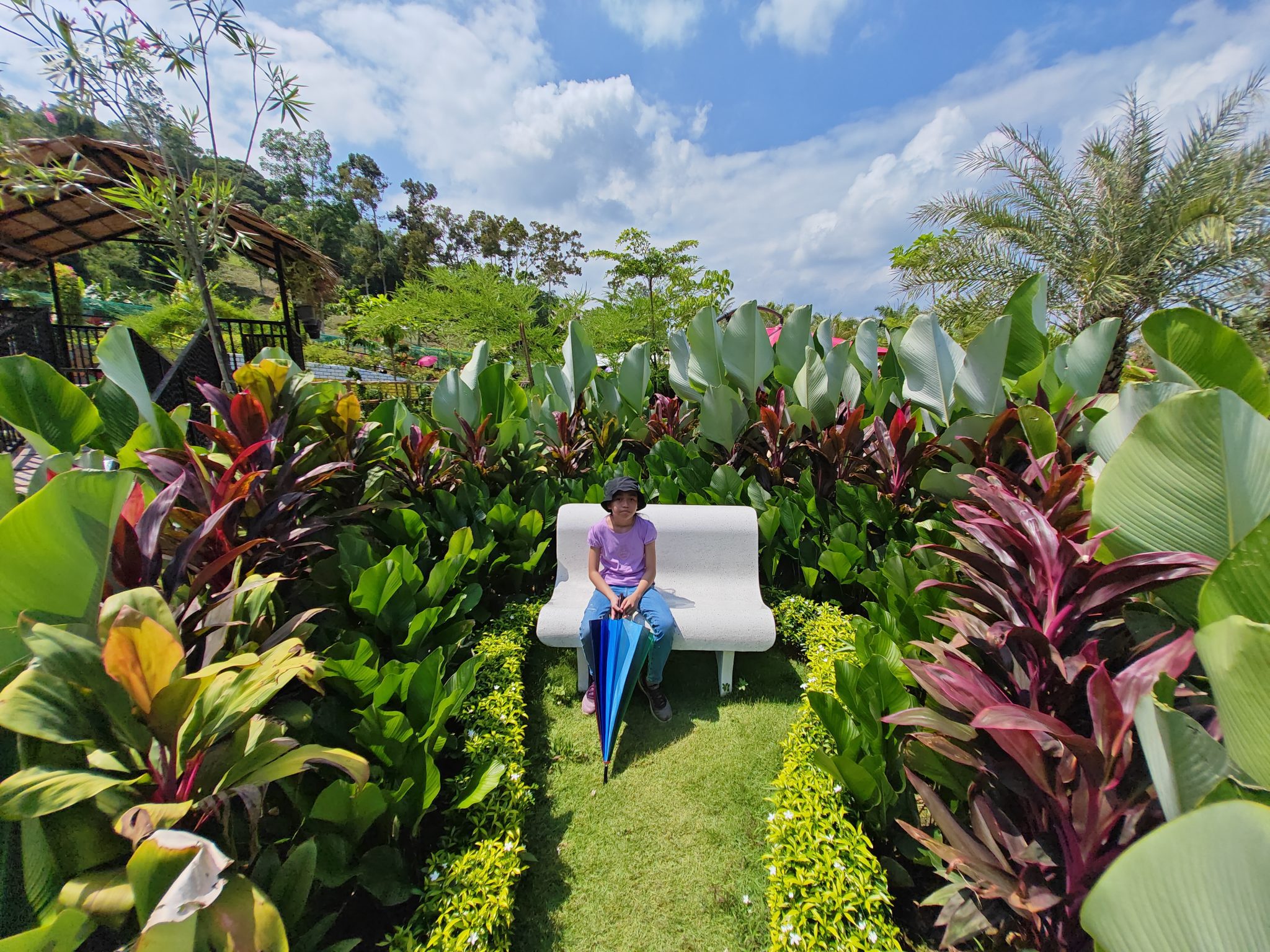Zahara Garden, first in Perak to offer alpaca petting experience | Ipoh ...