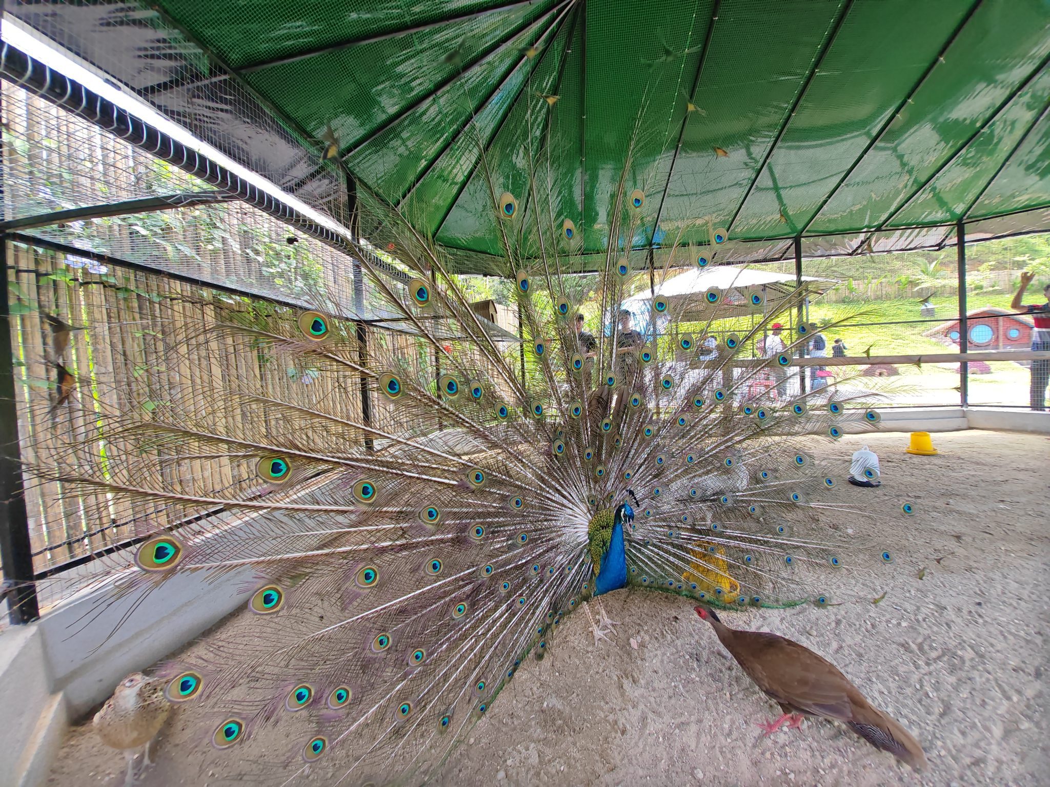 Zahara Garden, first in Perak to offer alpaca petting experience | Ipoh ...