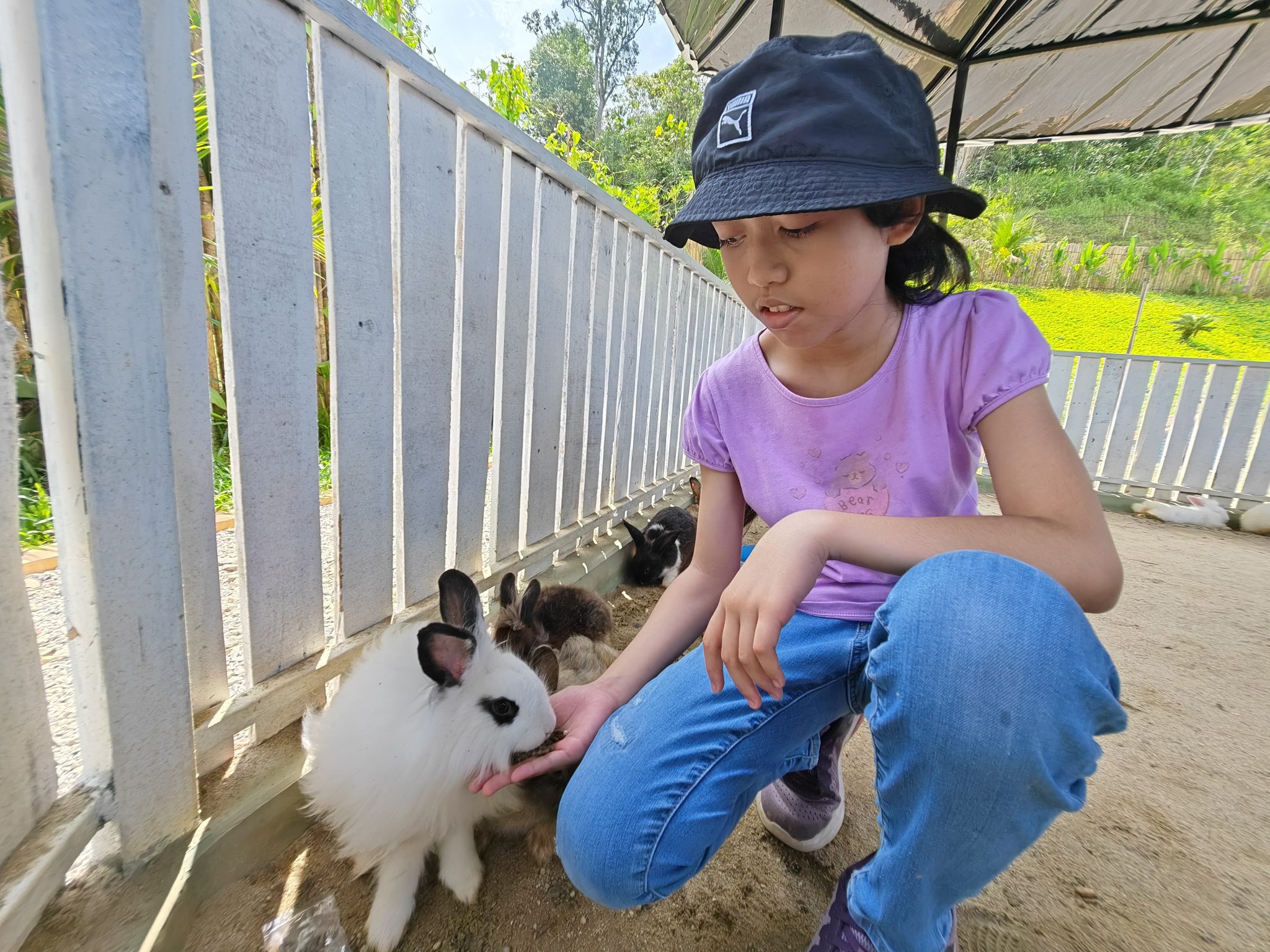 Zahara Garden, first in Perak to offer alpaca petting experience | Ipoh ...