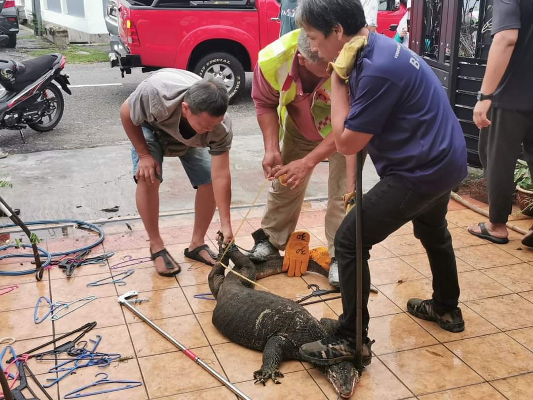 Quick Action by Bercham Volunteer Firefighters, Captured Large Lizard ...