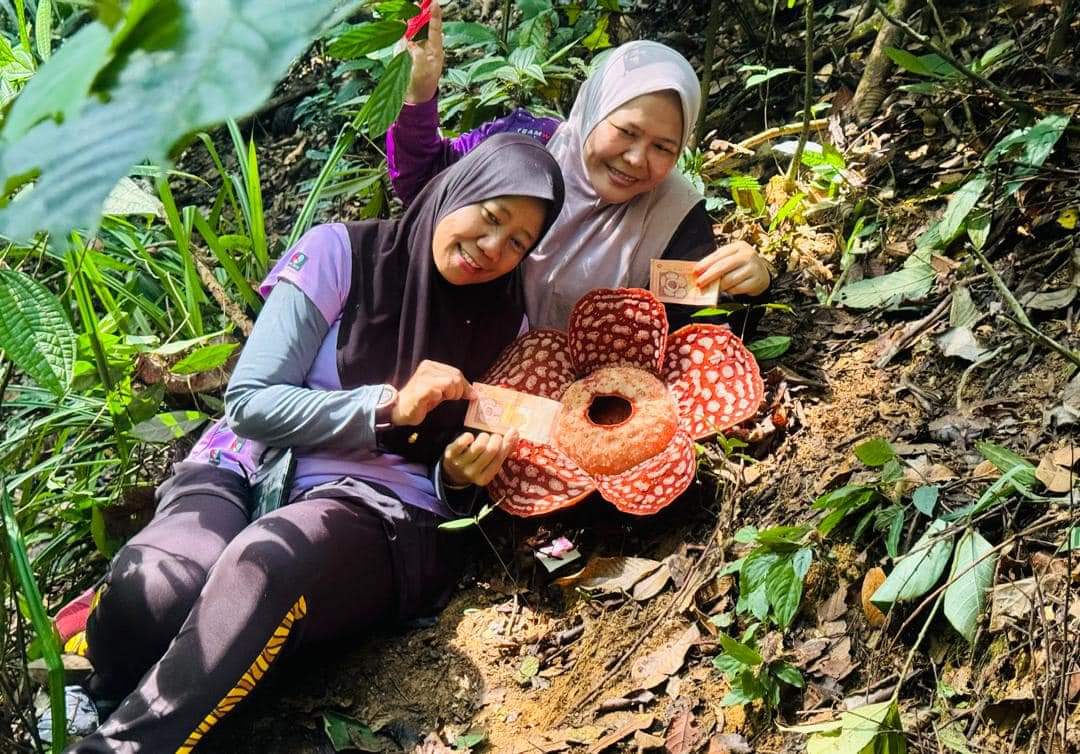 YB Salbiah Highlights the Attraction of the Rafflesia Flower in Kampung ...