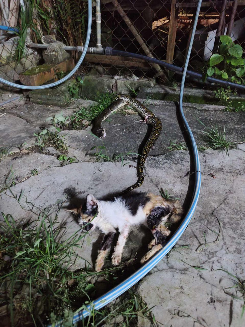 Elderly Woman Collects Trash in Taman Cempaka, Python Threatens ...