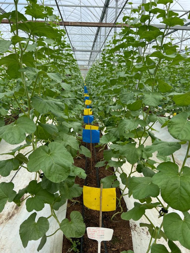HAMI EcoFarms: Pioneering Premium Japanese Melons in Malaysia | Ipoh Echo