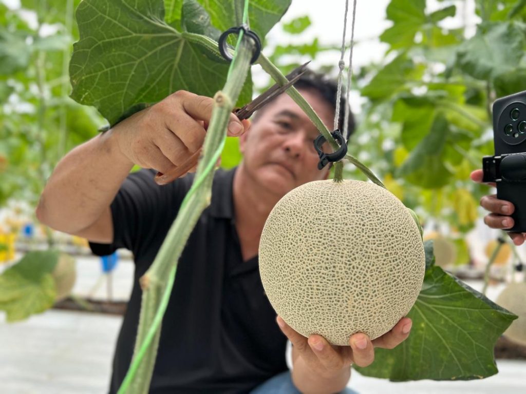 HAMI EcoFarms: Pioneering Premium Japanese Melons in Malaysia | Ipoh Echo