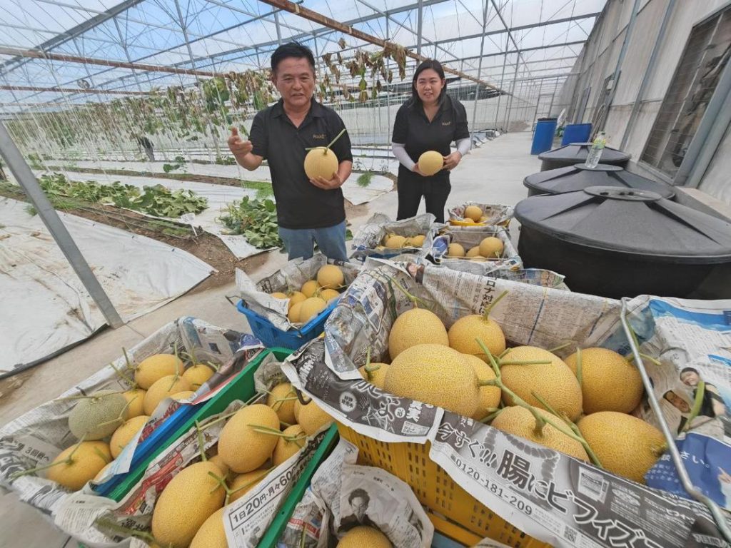 HAMI EcoFarms: Pioneering Premium Japanese Melons in Malaysia | Ipoh Echo