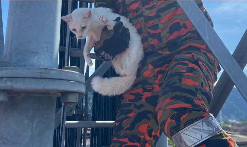 Firefighters Called to Rescue Cat from Telecommunications Tower | Ipoh Echo