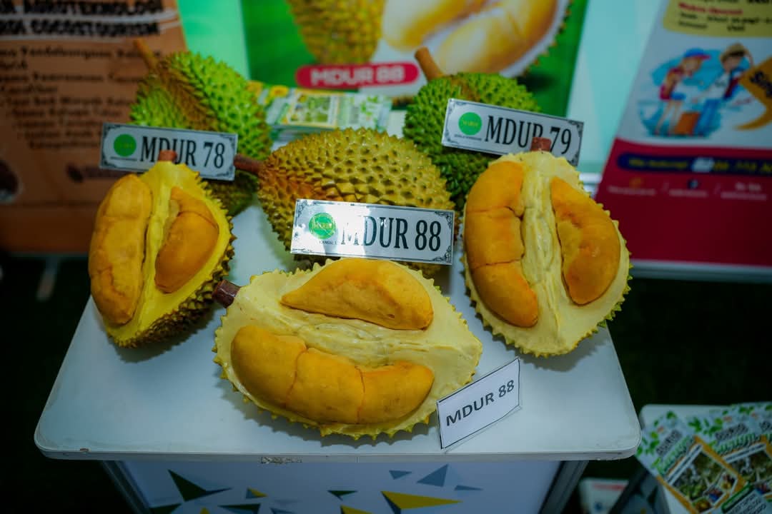 MDUR88 Durian Variety Rebranded as Super (MS88) | Ipoh Echo