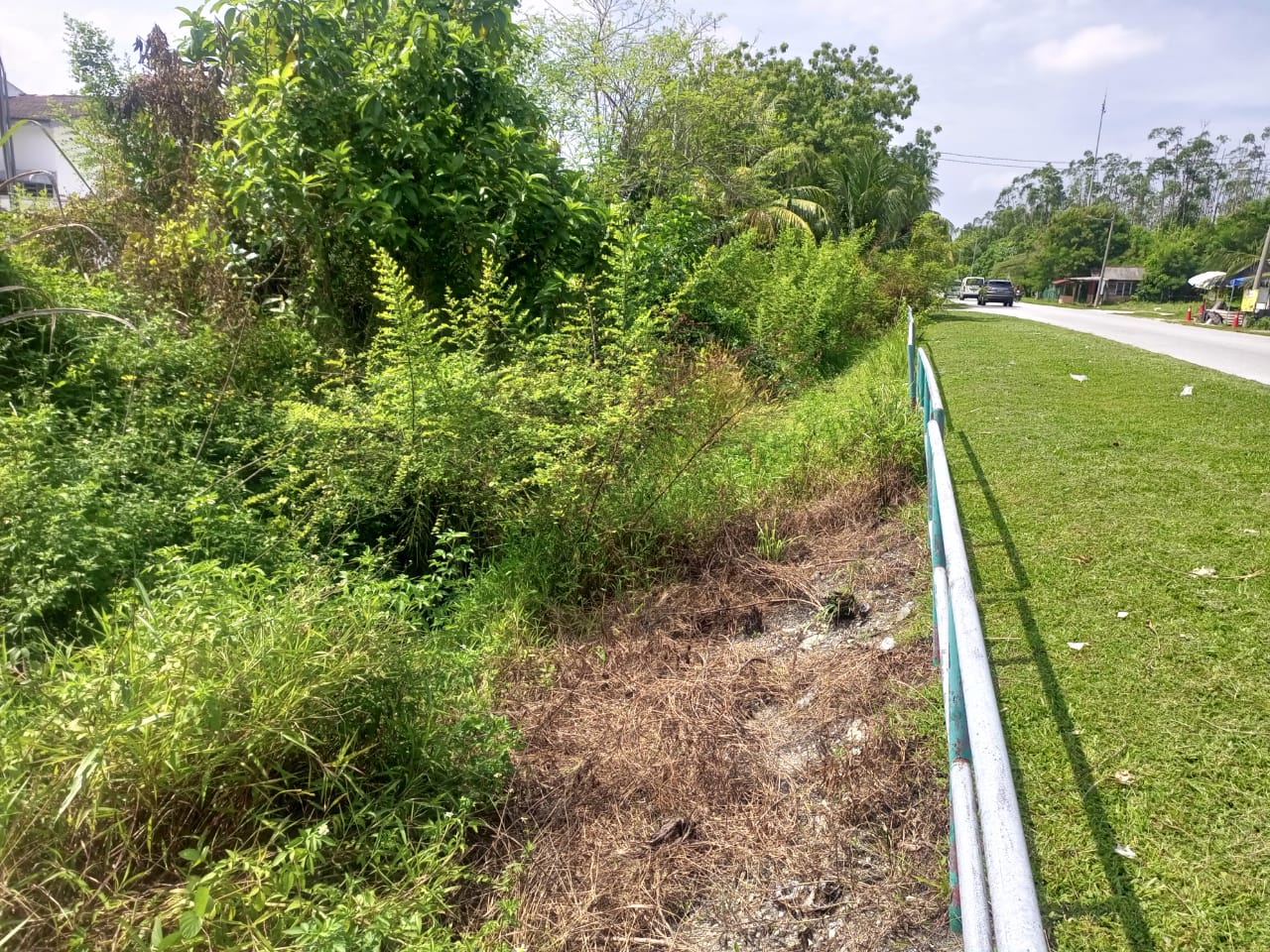 Overgrown drain, small trees cleared | Ipoh Echo