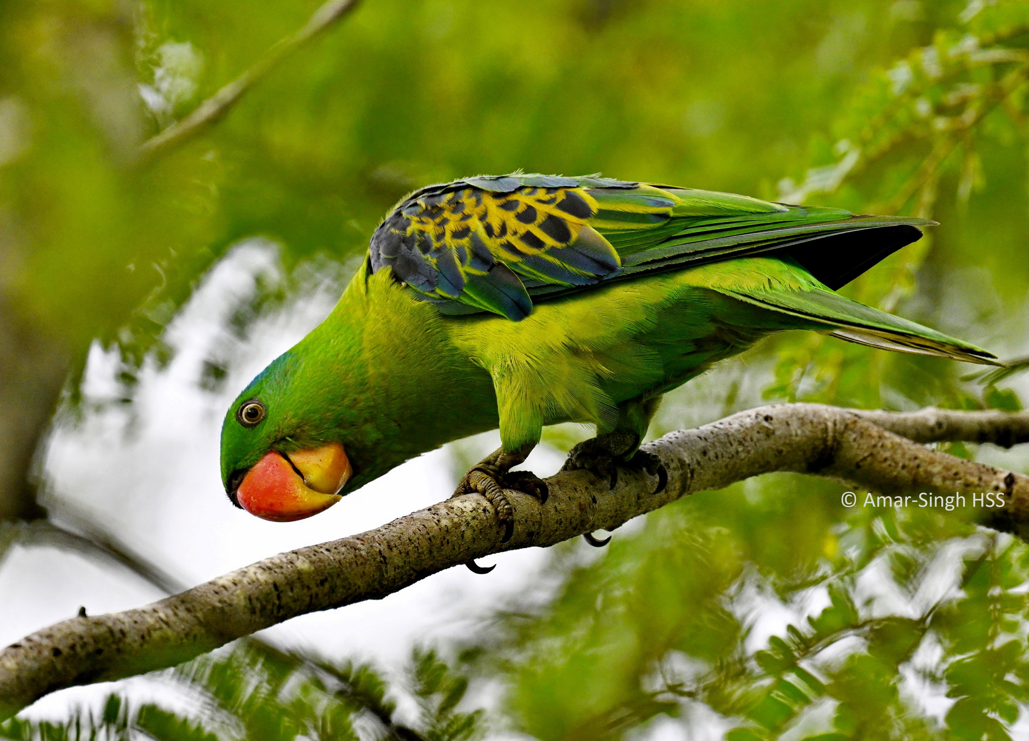 Saving the Endangered Parrots at Tanjung Aru Beach | Ipoh Echo