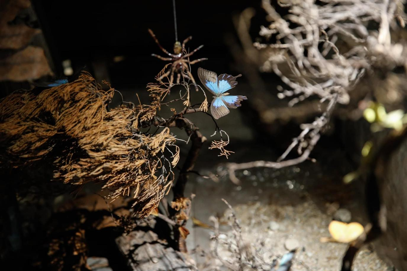 Butterfly Museum in Ipoh Welcomes Visitors | Ipoh Echo