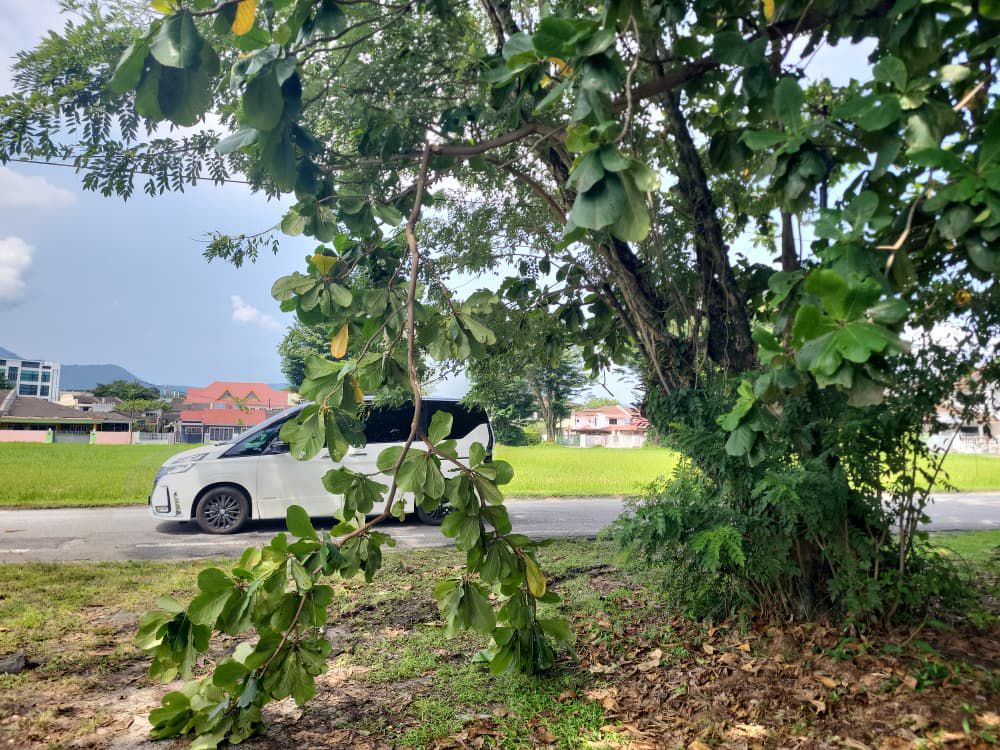 Authorities Need to Be Alert: Large Tree Blocks Traffic, Poses Risk to ...