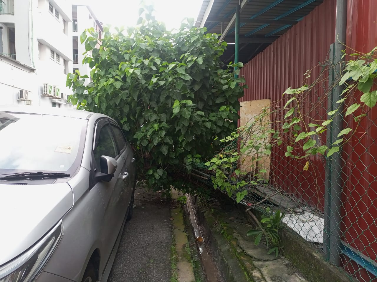Wild Tree Obstructs Parking Area Behind Novel Hut | Ipoh Echo